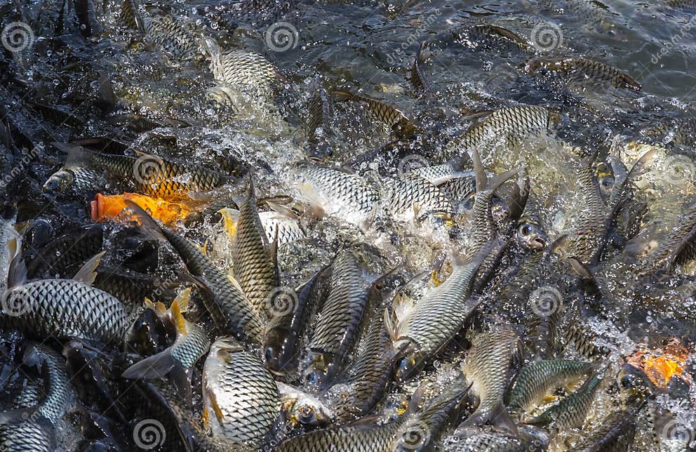 Many Fish are Spoiling Food Stock Image - Image of water, fulsome: 76243569
