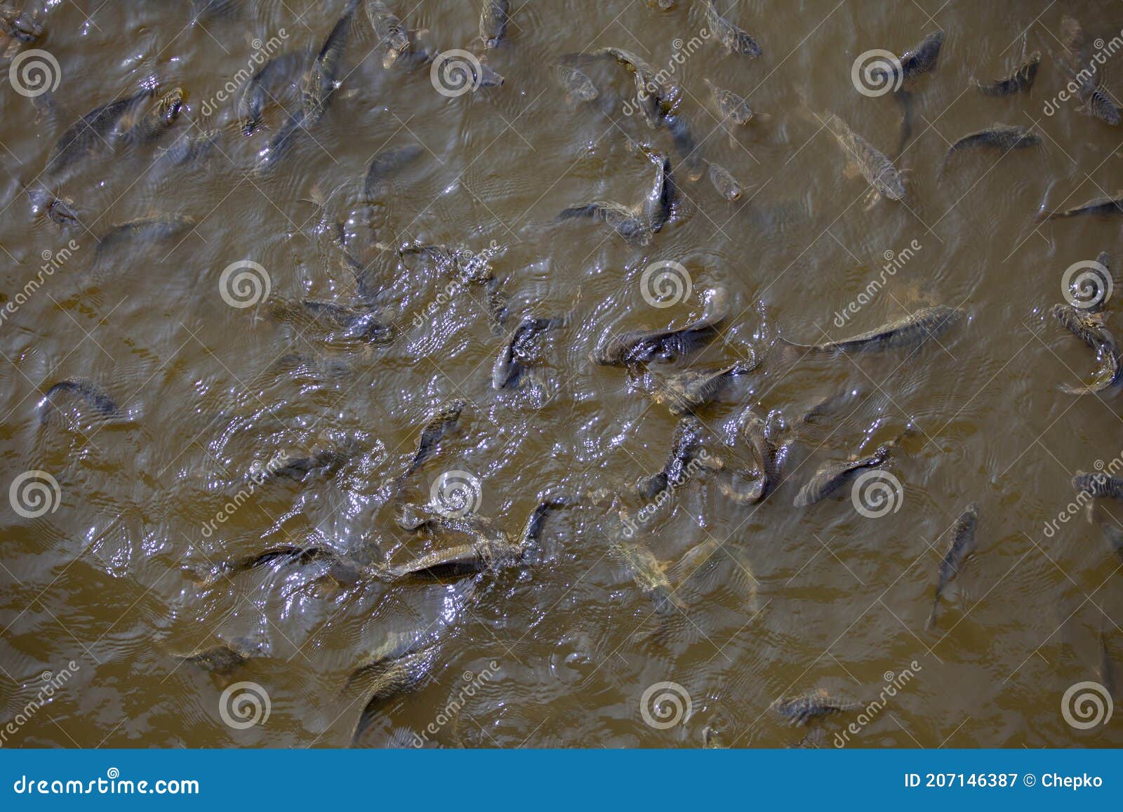 Many Fish on the Surface of the Pond Stock Image - Image of coral ...