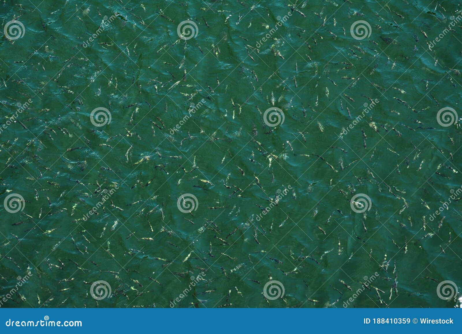 Many Fish on the Surface of the Water Stock Image - Image of abstract ...