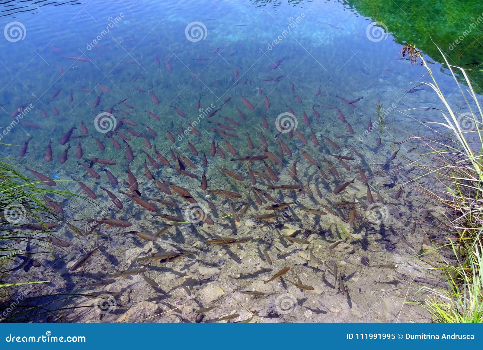 Many fish in water stock image. Image of fishery, mountain - 111991995