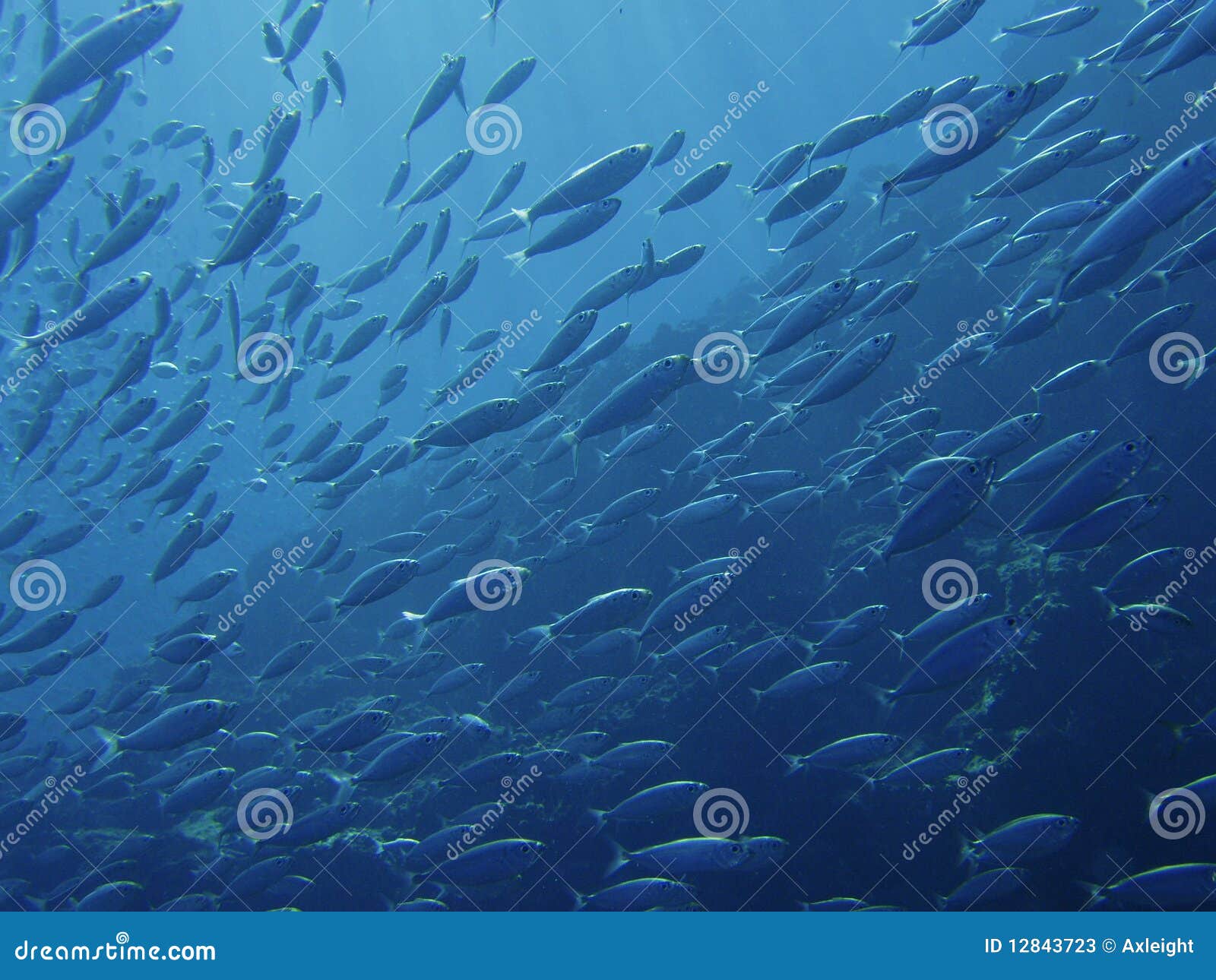 Many fishes stock image. Image of mouth, jaws, ocean - 12843723