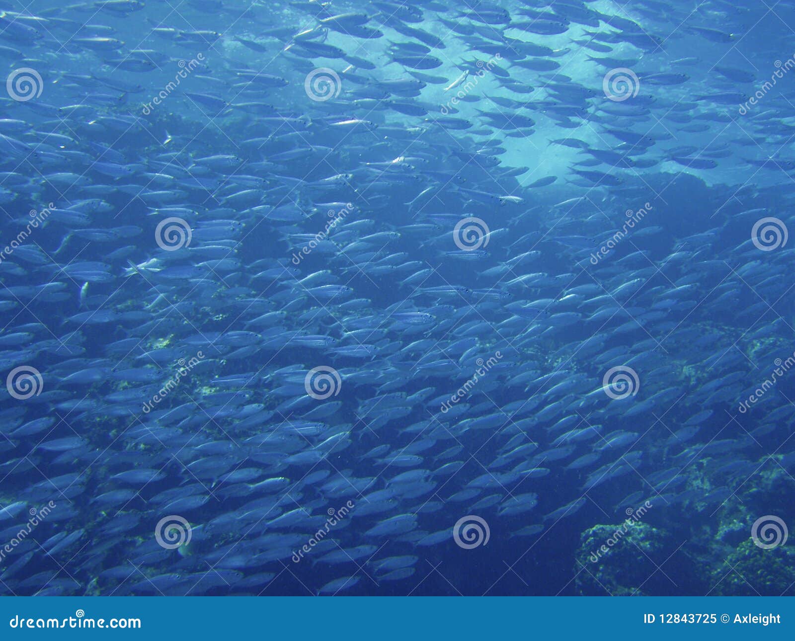 Many fishes stock image. Image of reef, amblyrhyncos - 12843725