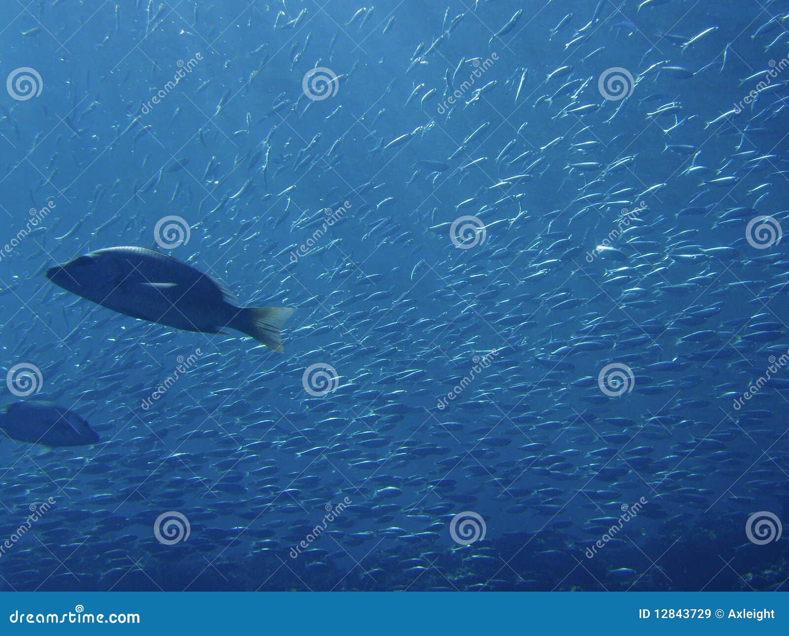 Many fishes stock image. Image of aquarium, carcharhinus - 12843729