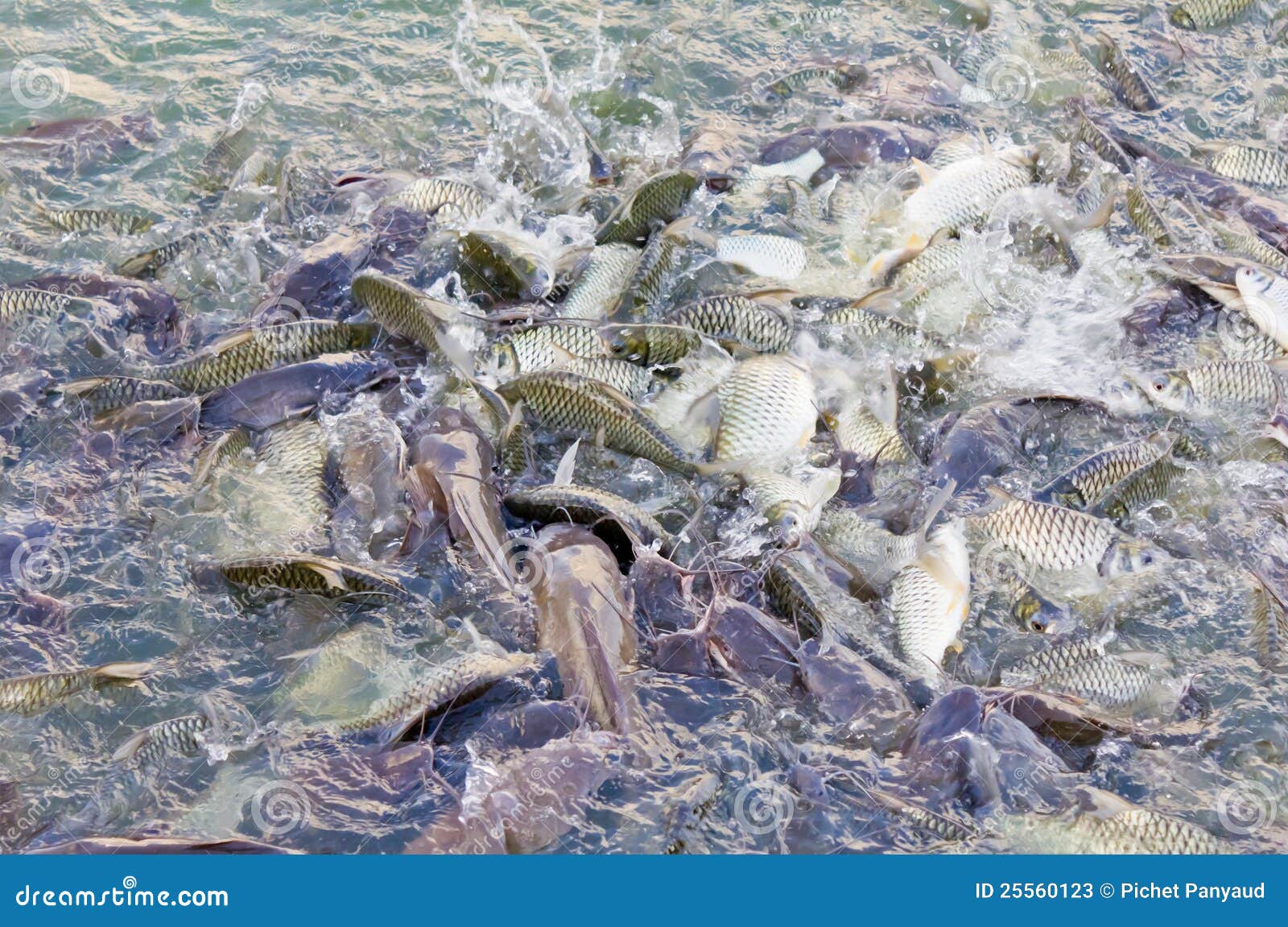 Many fishes in the pond stock image. Image of freedom - 25560123