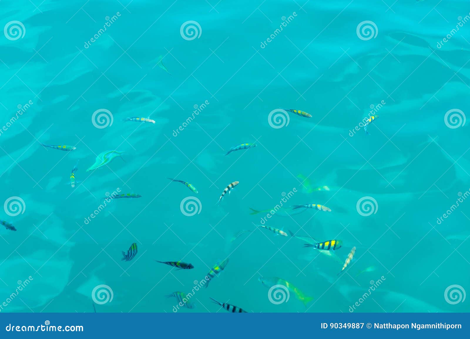 Many fishes in the sea stock image. Image of natural - 90349887