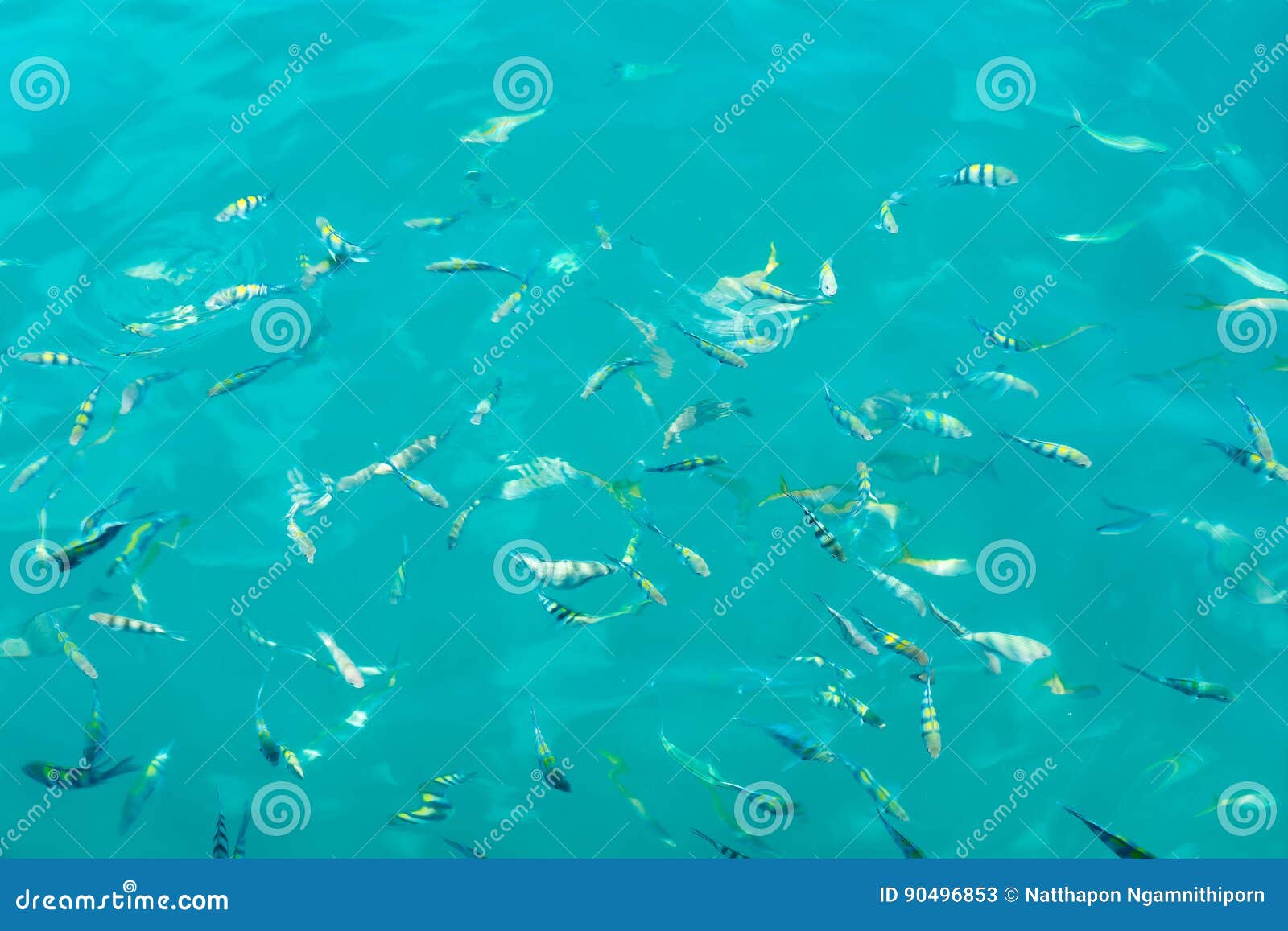 Many fishes in the sea stock image. Image of animals - 90496853