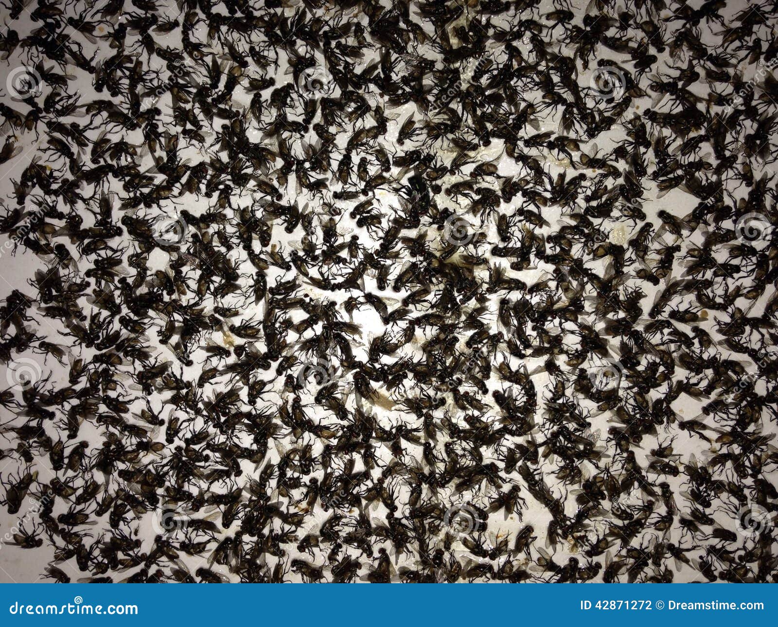 Many of the flies editorial photography. Image of trap - 42871272