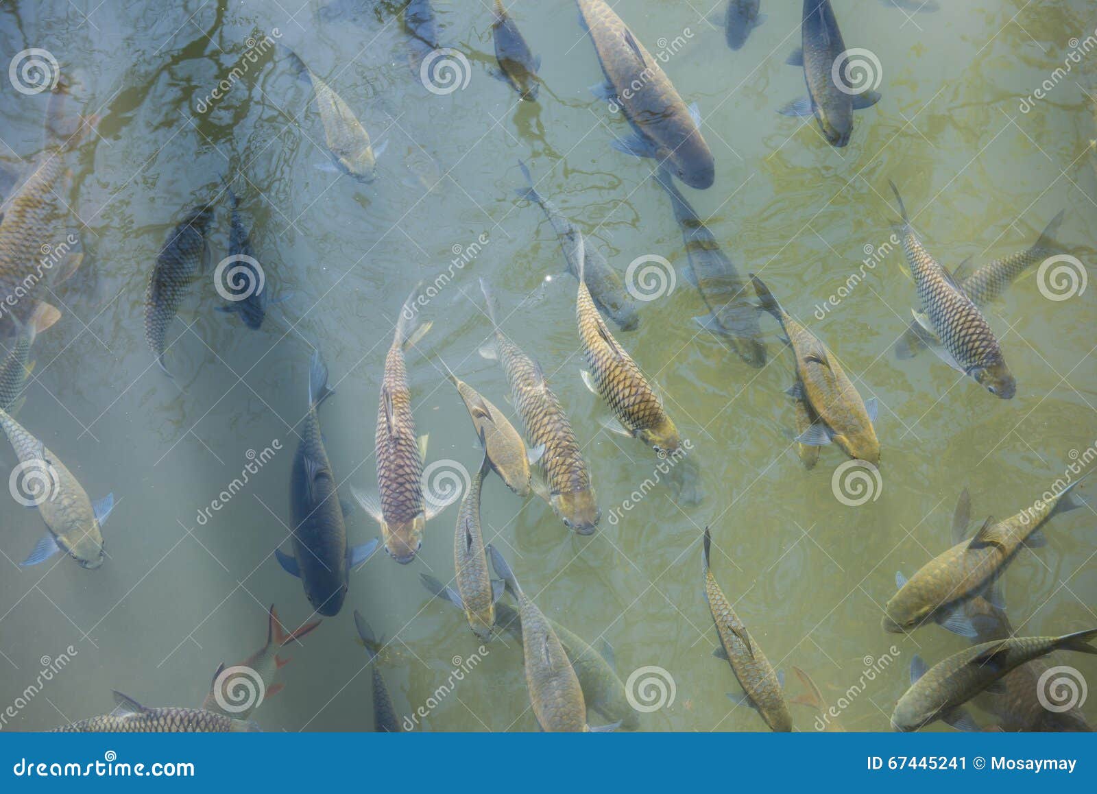 Flock Of Fish Inside The Fish Farm, Breeding Commercial Fish In Royalty ...