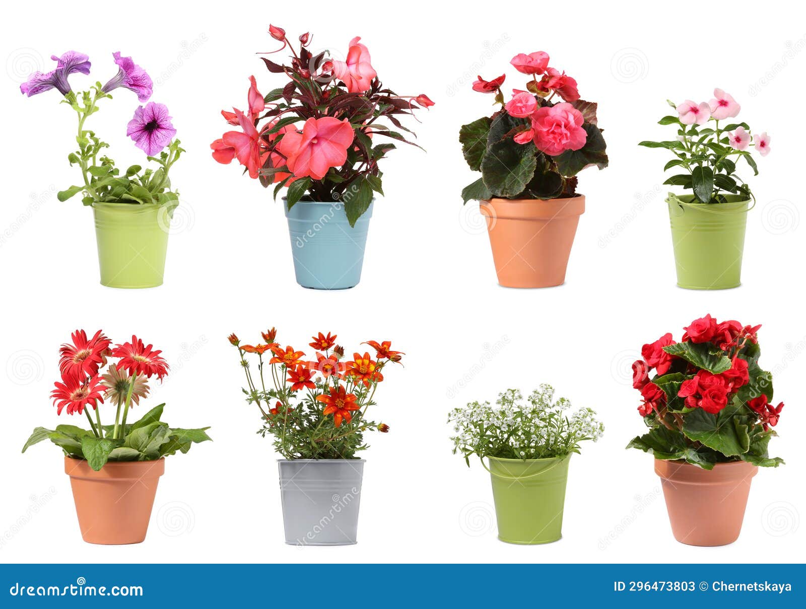 Many Flower Pots with Different Plants Isolated on White, Collection ...