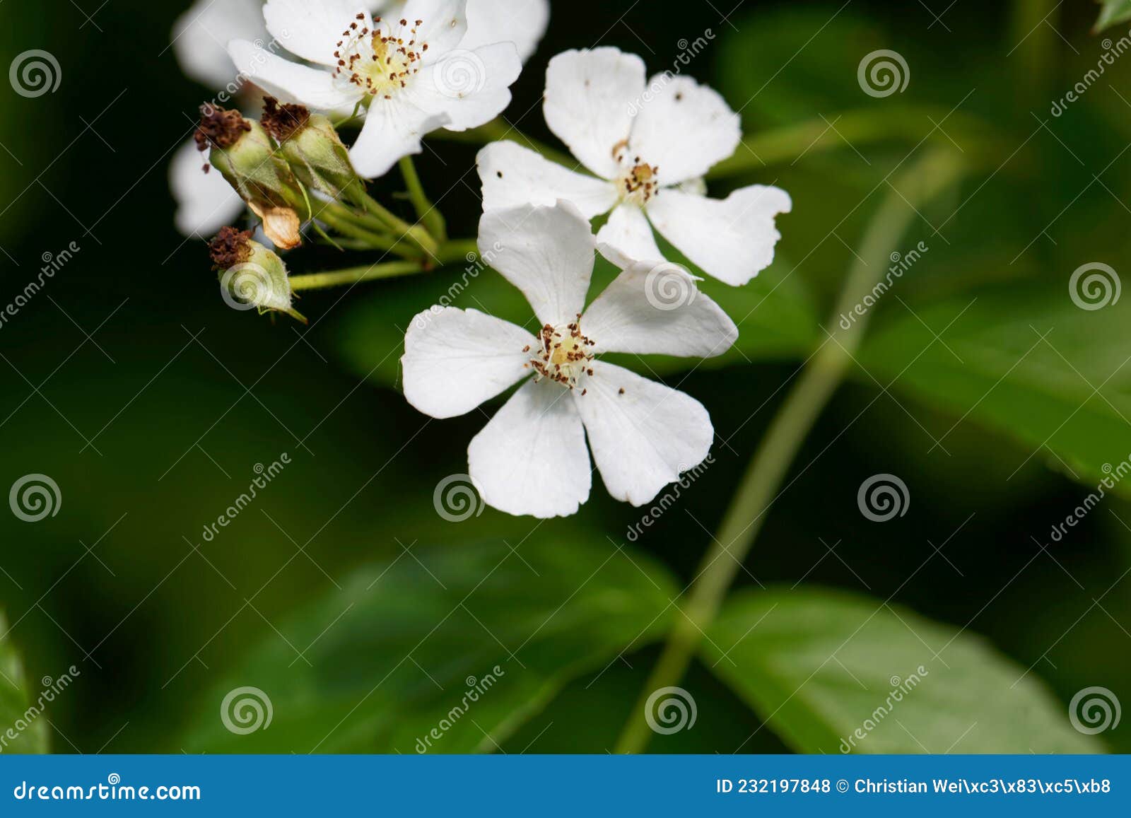Many Flowered Rose, Rosa Multiflora Stock Photo - Image of botany ...