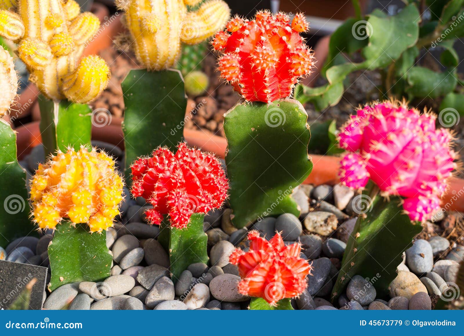 Many Flowering Cacti in Pots, Close-up Stock Image - Image of nature ...