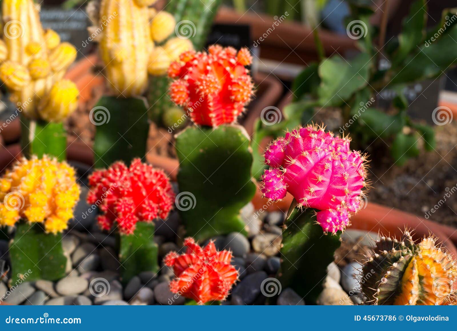 Many Flowering Cacti in Pots, Close-up Stock Photo - Image of garden ...