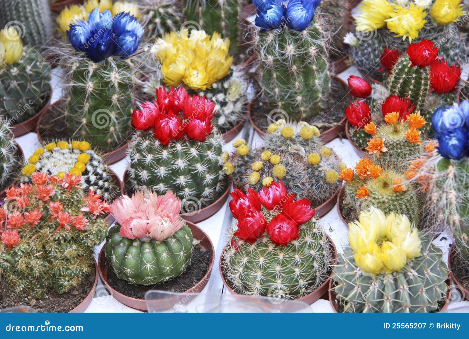 Many flowering cactus stock image. Image of thorny, nature - 25565207
