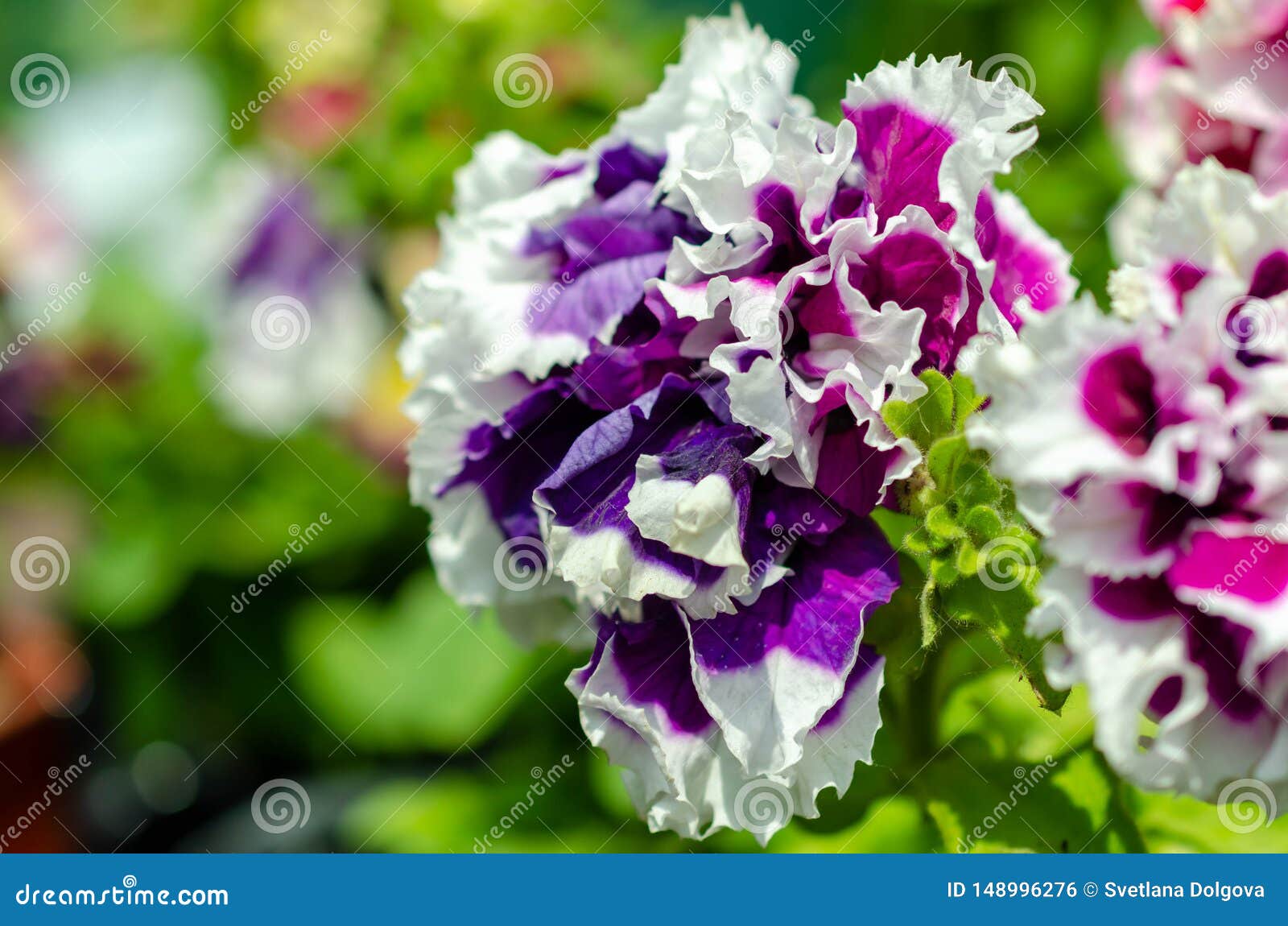 Many Flowers Different Colors in Summer Stock Photo - Image of bloom ... Many Flowers Different Colors in Summer Stock Photo - Image of bloom ...