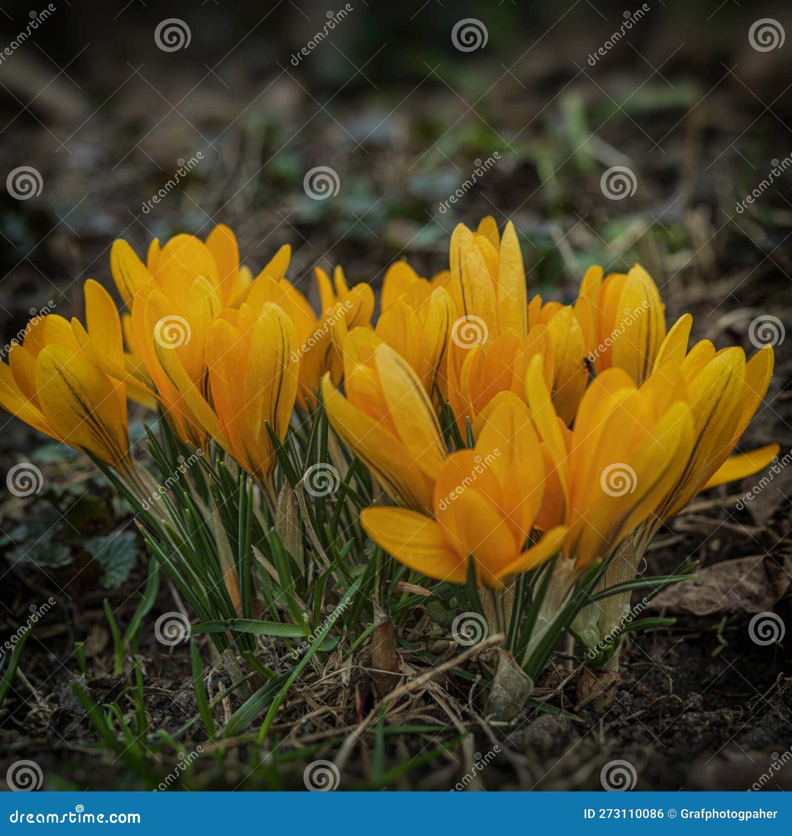 Many Flowers of Yellow Crocuses Stock Photo - Image of background ...