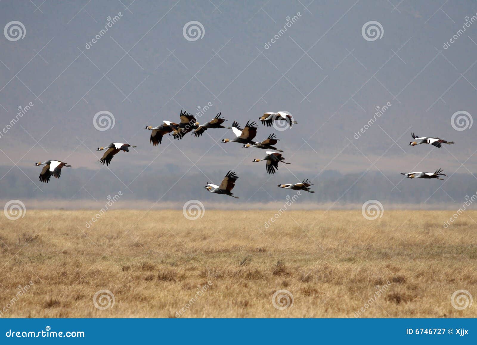 Many Flying Birds in Africa Savanna Stock Image - Image of nature ...