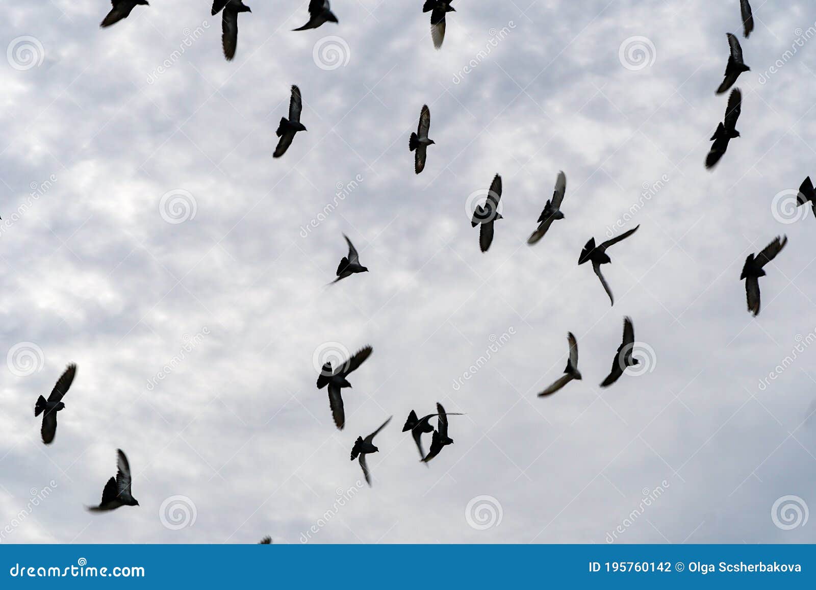 Many flying doves gray sky stock photo. Image of cloud - 195760142