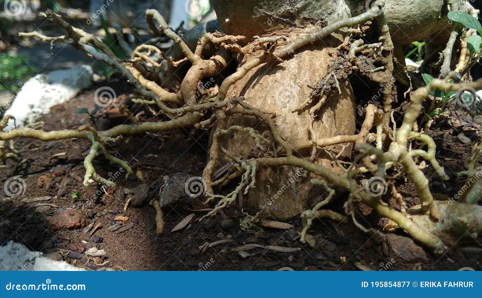 The Many Frangipani Roots are Very Difficult To See Stock Image - Image ...