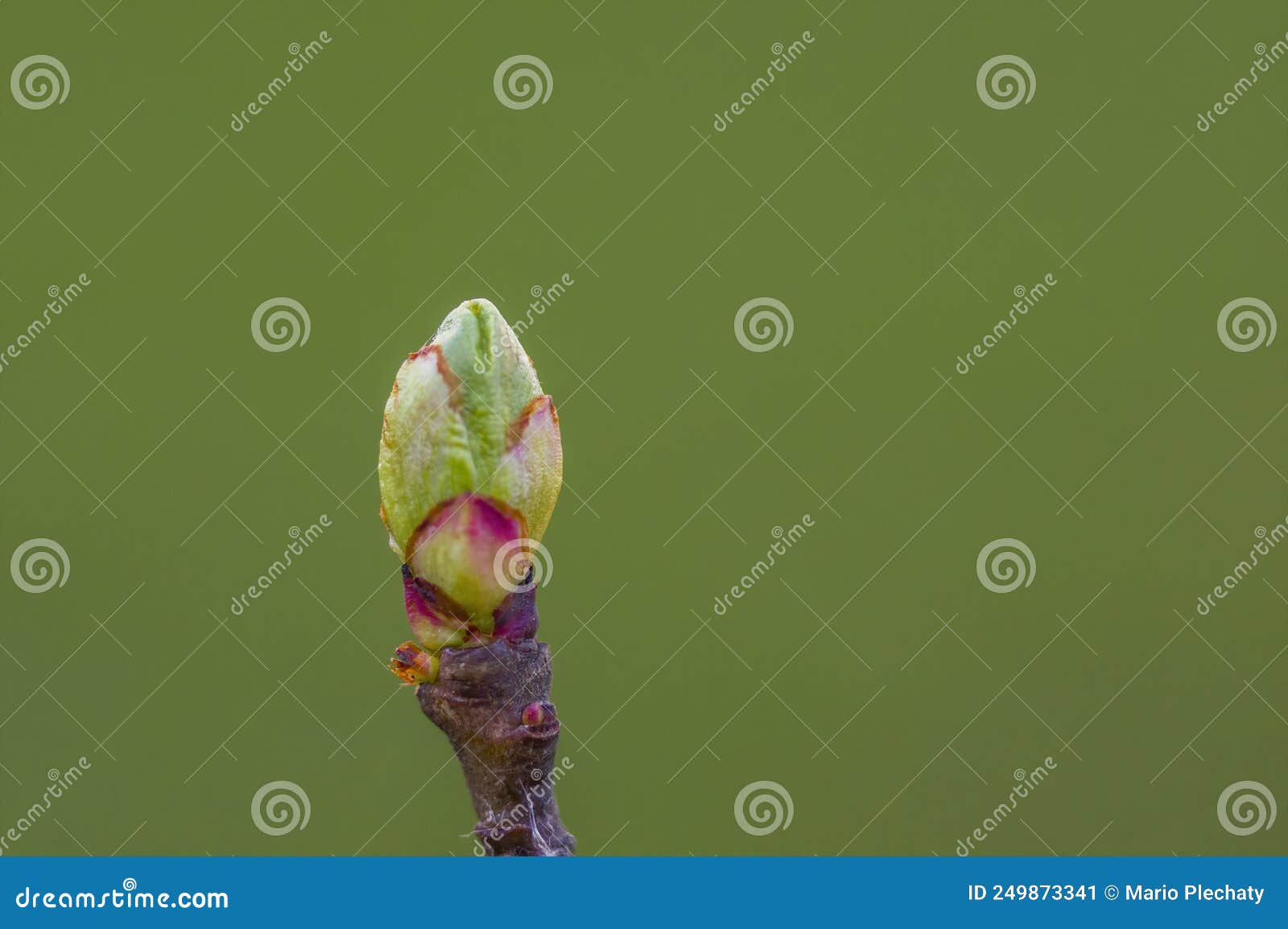 Many Fresh Buds on a Branch Stock Image - Image of root, biology: 249873341