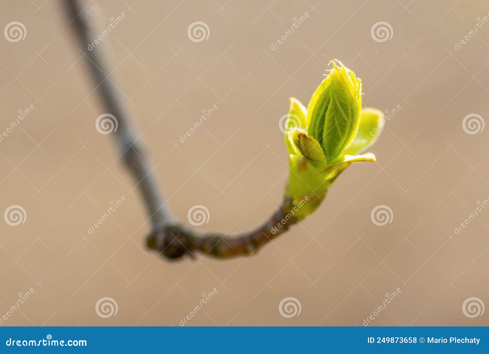 Many Fresh Buds on a Branch Stock Photo - Image of natural, group ...