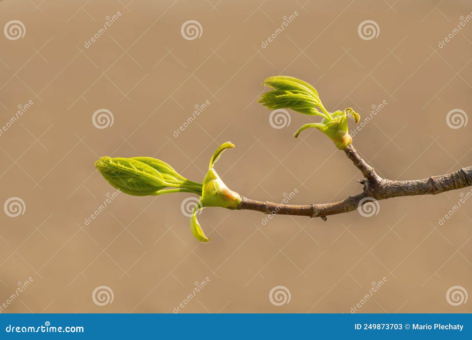 Many Fresh Buds on a Branch Stock Image - Image of organism, nature ...