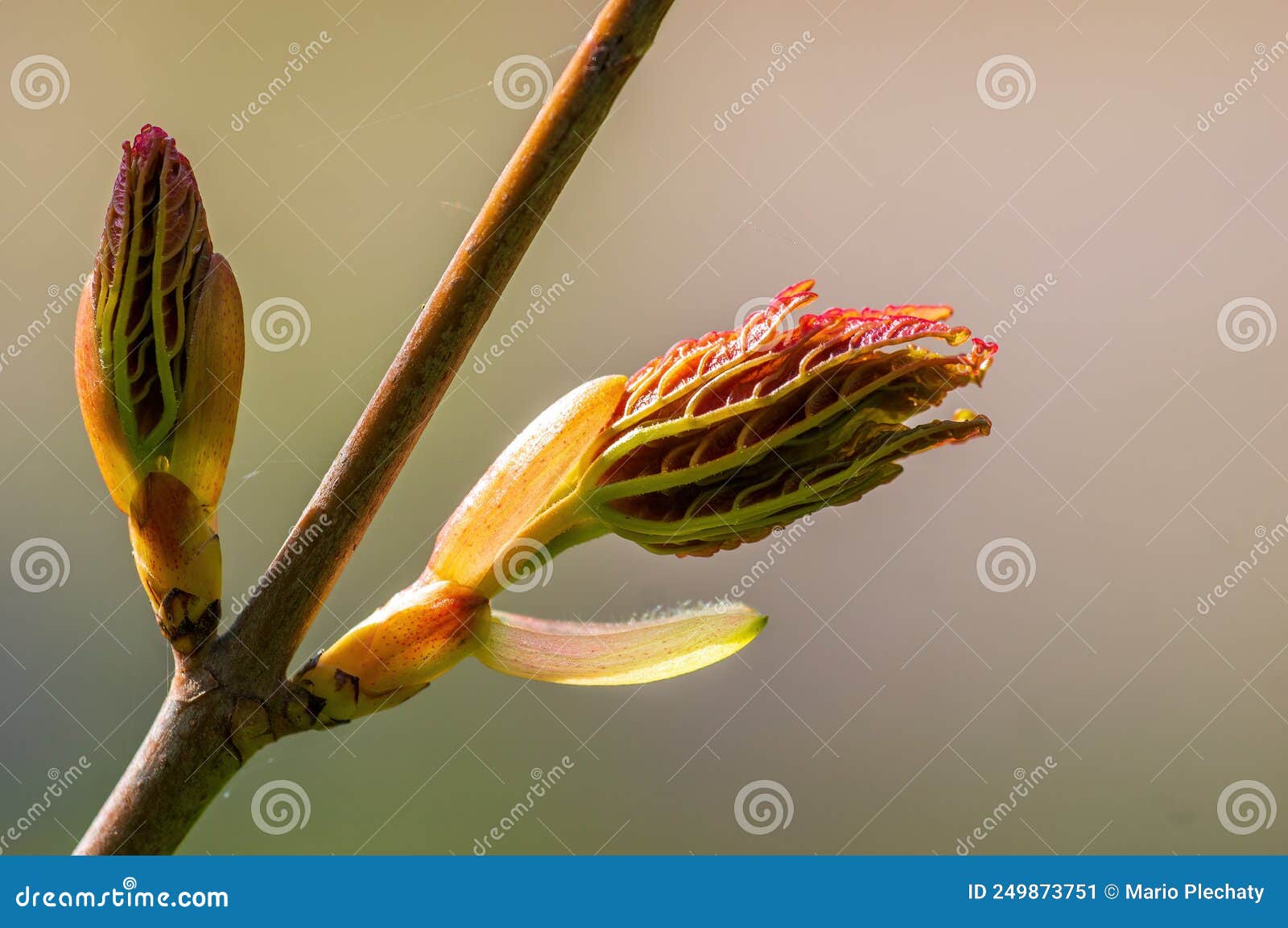 Many Fresh Buds on a Branch Stock Image - Image of shoot, freshness ...