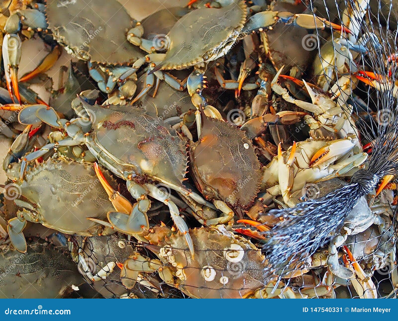 Macro of fresh crustaceans stock image. Image of background - 147540331