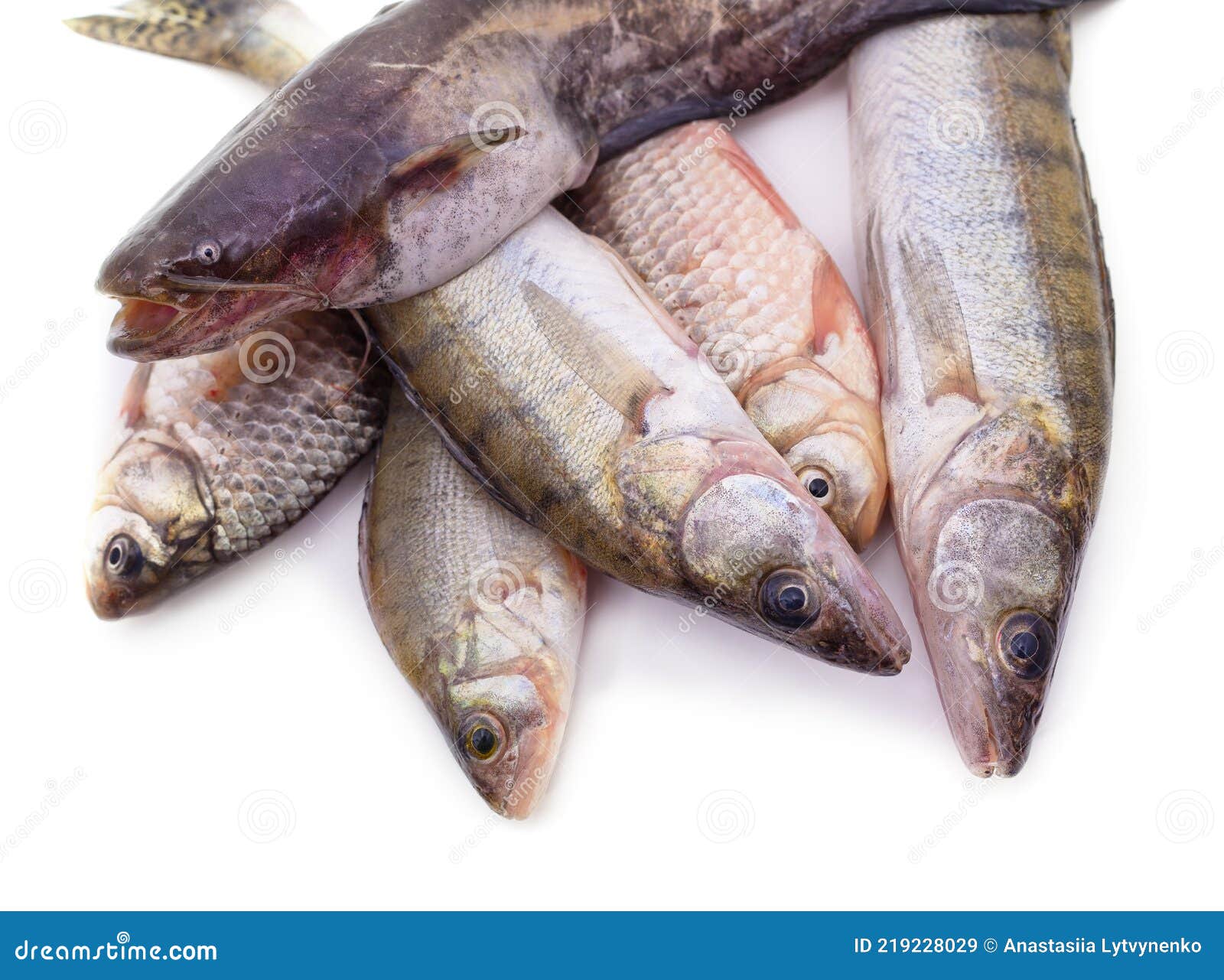 Many fresh fish stock image. Image of paddlefish, perch - 219228029