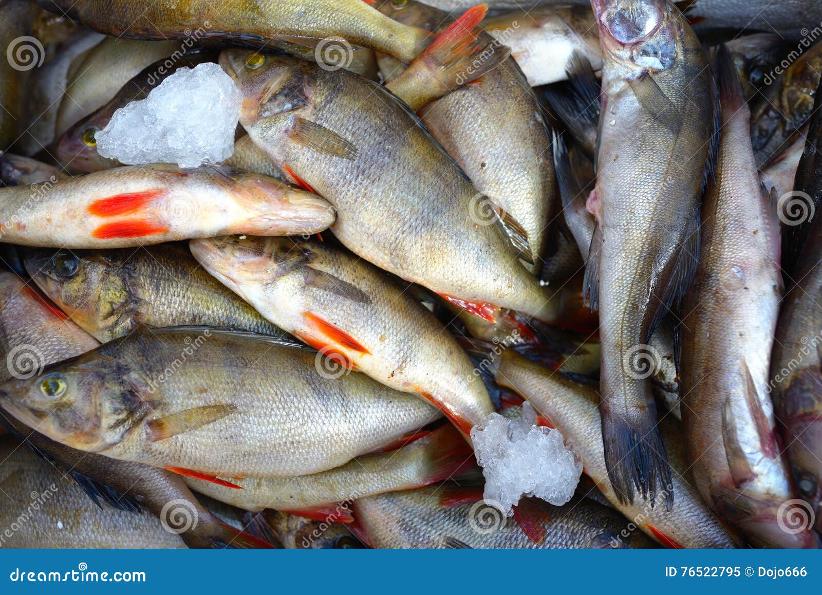 Many Fresh Frozen Perch Fish in Ice Stock Image - Image of healthy ...