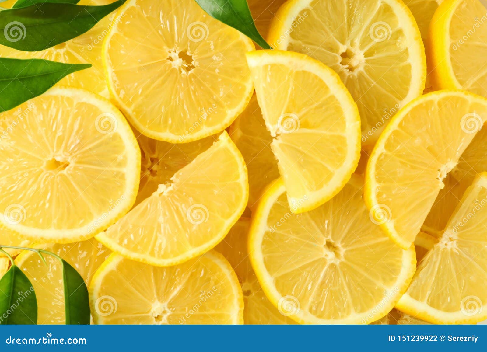 Many fresh lemon slices stock photo. Image of closeup - 151239922