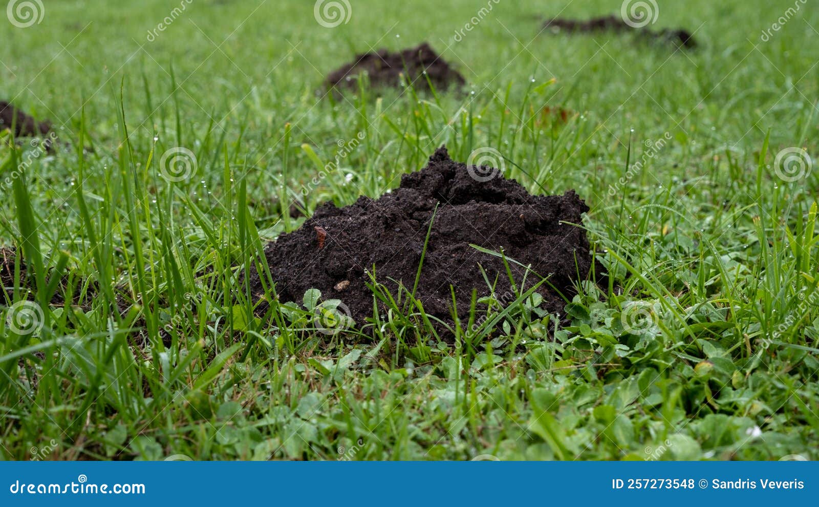 Fresh Mole Mounds Called Molehills On The Lawn In The Backyard Stock ...