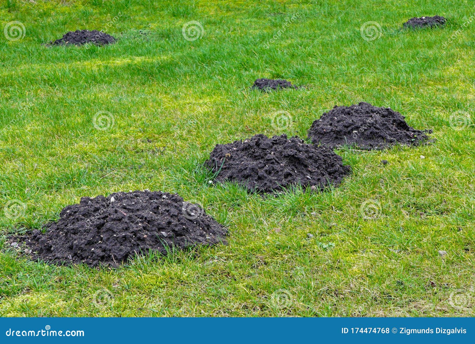 Many Fresh Mole Digs in a Green Meadow Stock Photo - Image of grass ...