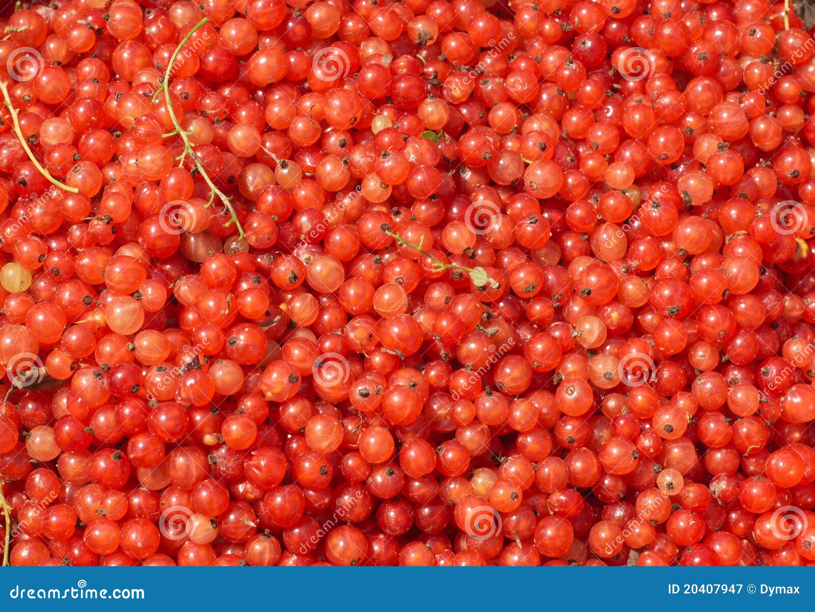 Many Fresh Red Currants Closeup Stock Image - Image of berry, macro ...