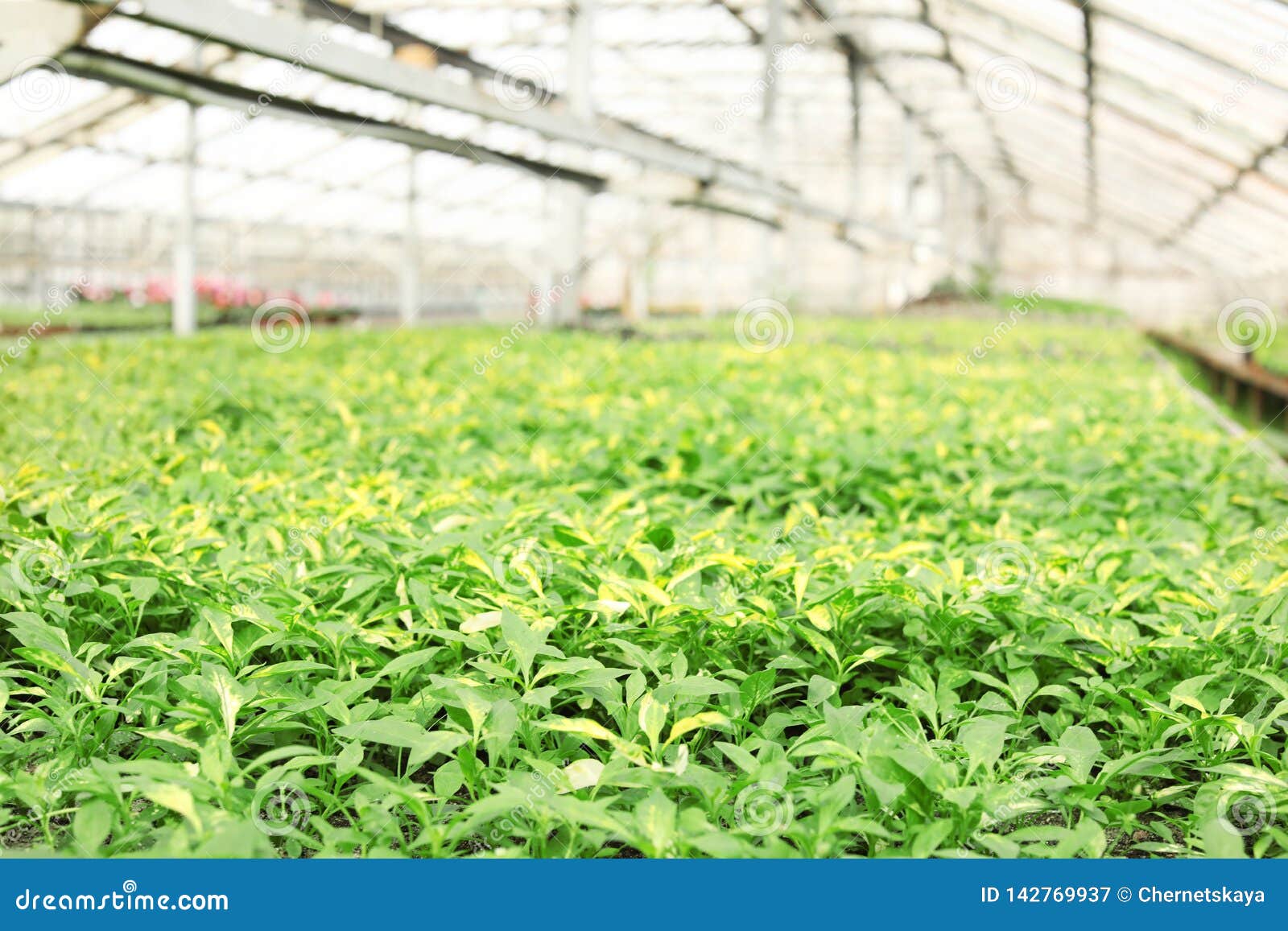 Many Fresh Seedlings Growing Stock Image - Image of fresh, plant: 142769937