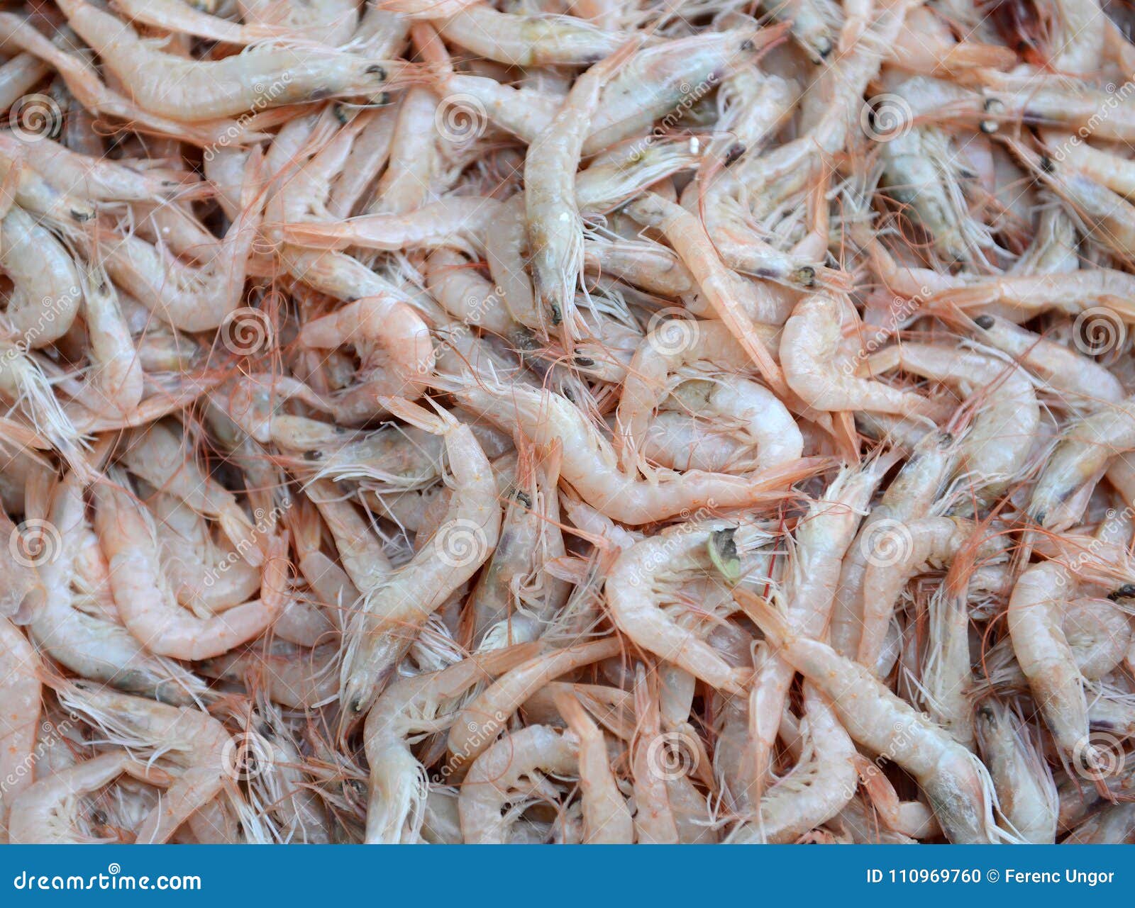 Many fresh shrimp stock photo. Image of crustacean, meal - 110969760