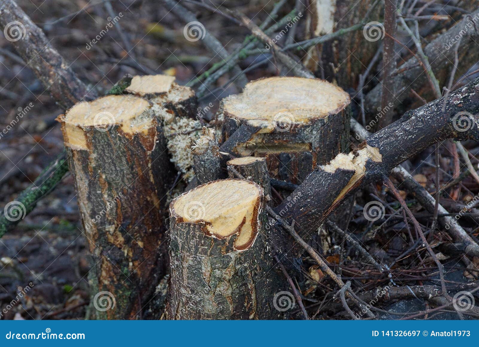 Many Fresh Stumps from Cut Trees in the Garden Stock Image - Image of ...