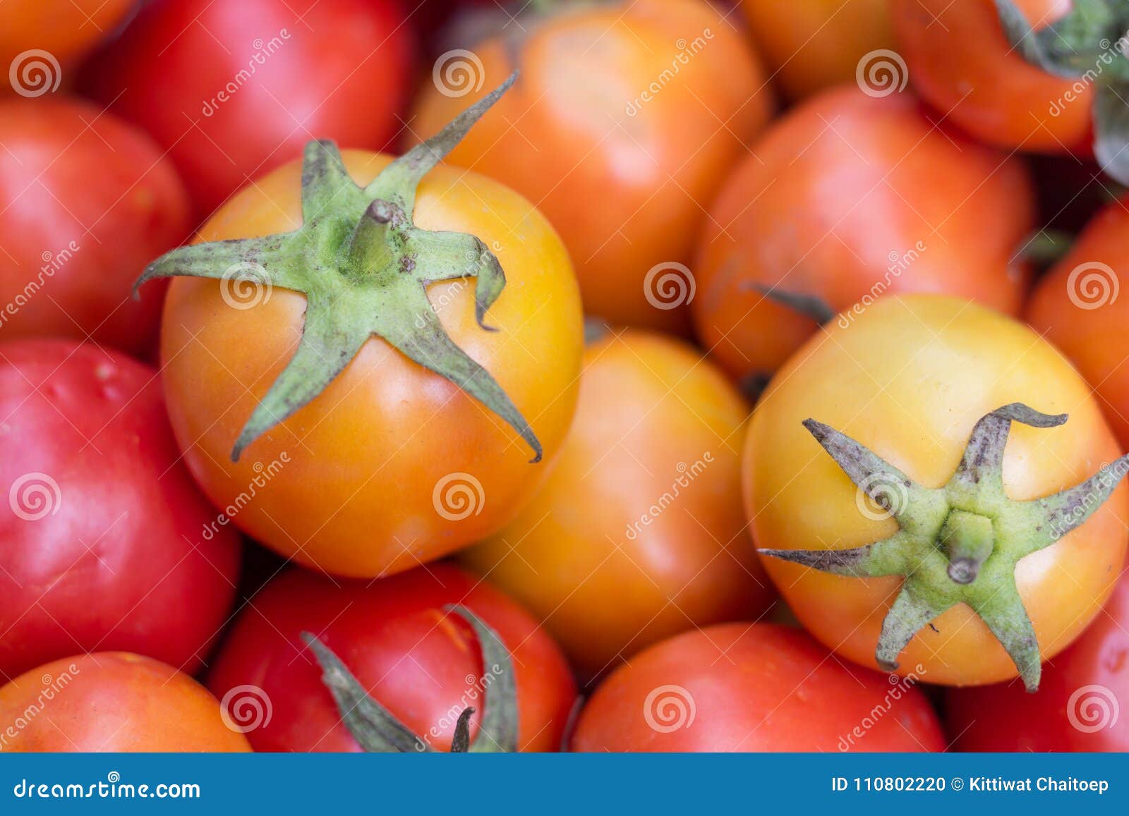 Many Fresh Tomatos for Cooking Stock Photo - Image of plant, freshness ...