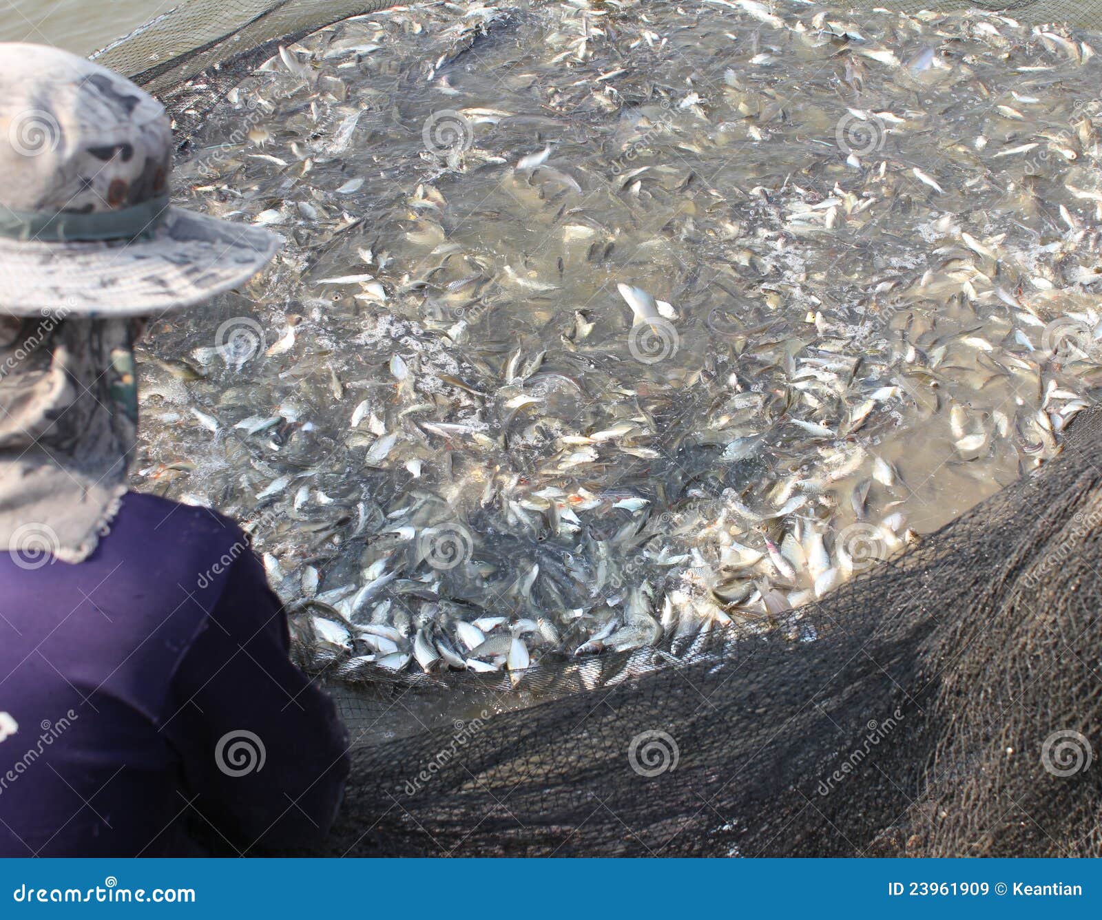 Many freshwater fish. stock image. Image of catch, black - 23961909