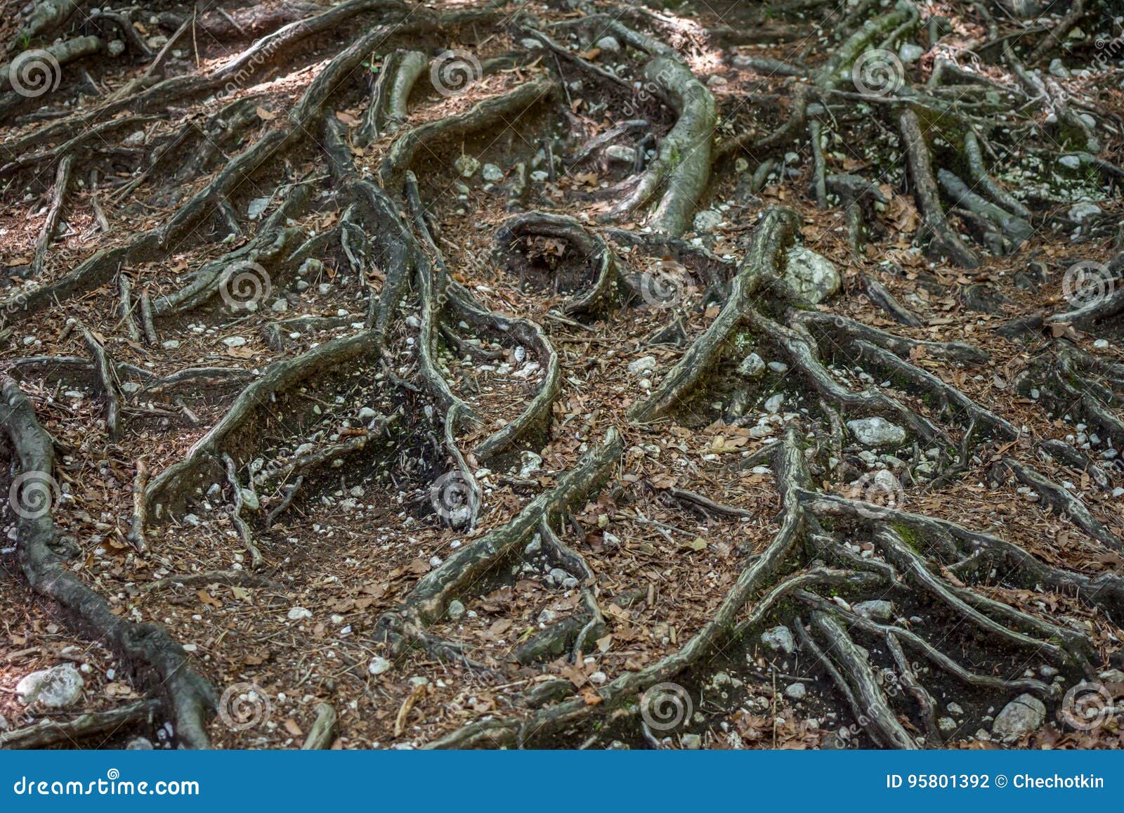 Many Frightening Tree Roots Stock Photo - Image of three, frightening ...
