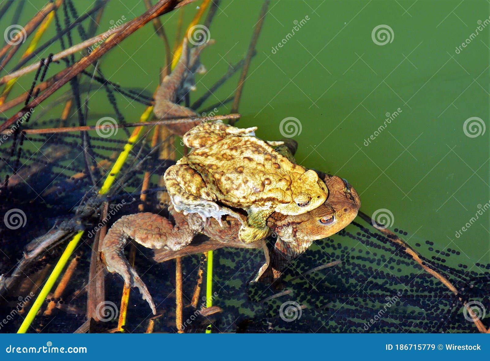 Frogs during mating stock image. Image of brown, eyes - 186715779