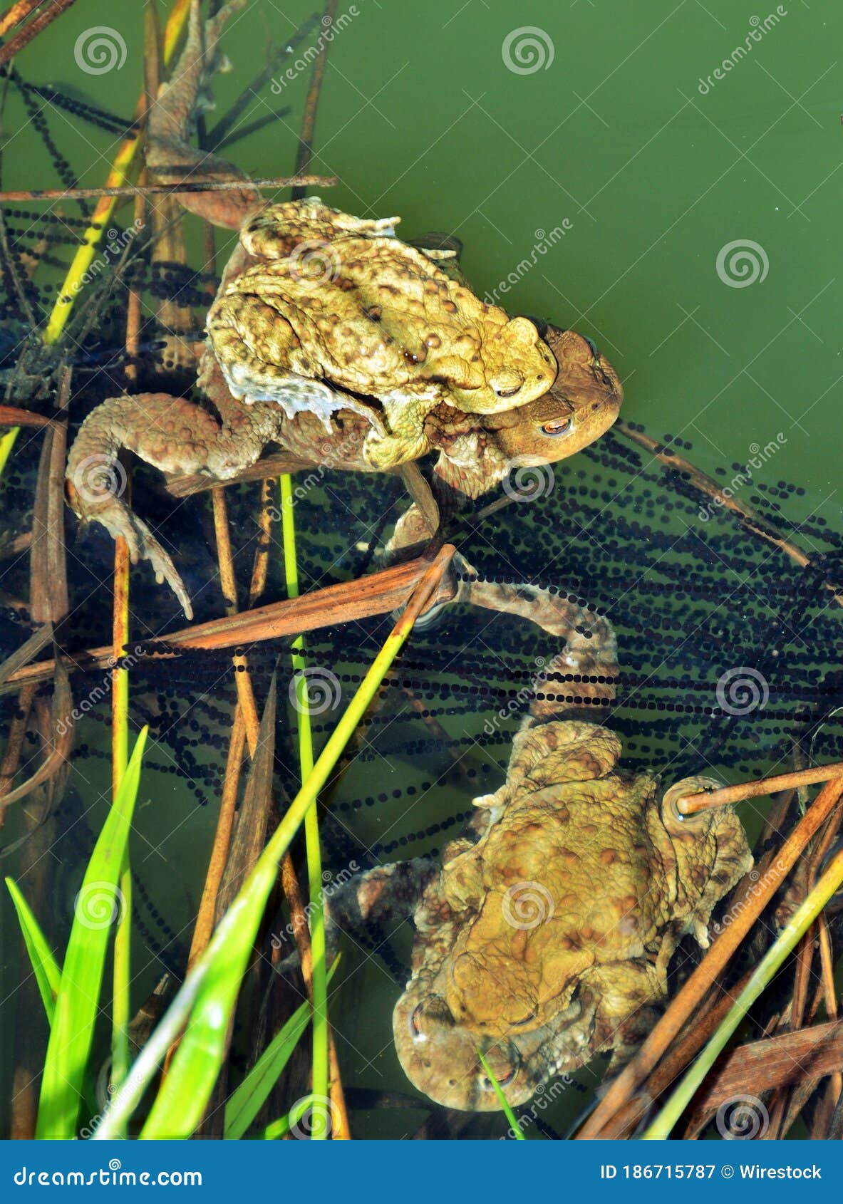 Frogs during mating stock image. Image of ecology, north - 186715787