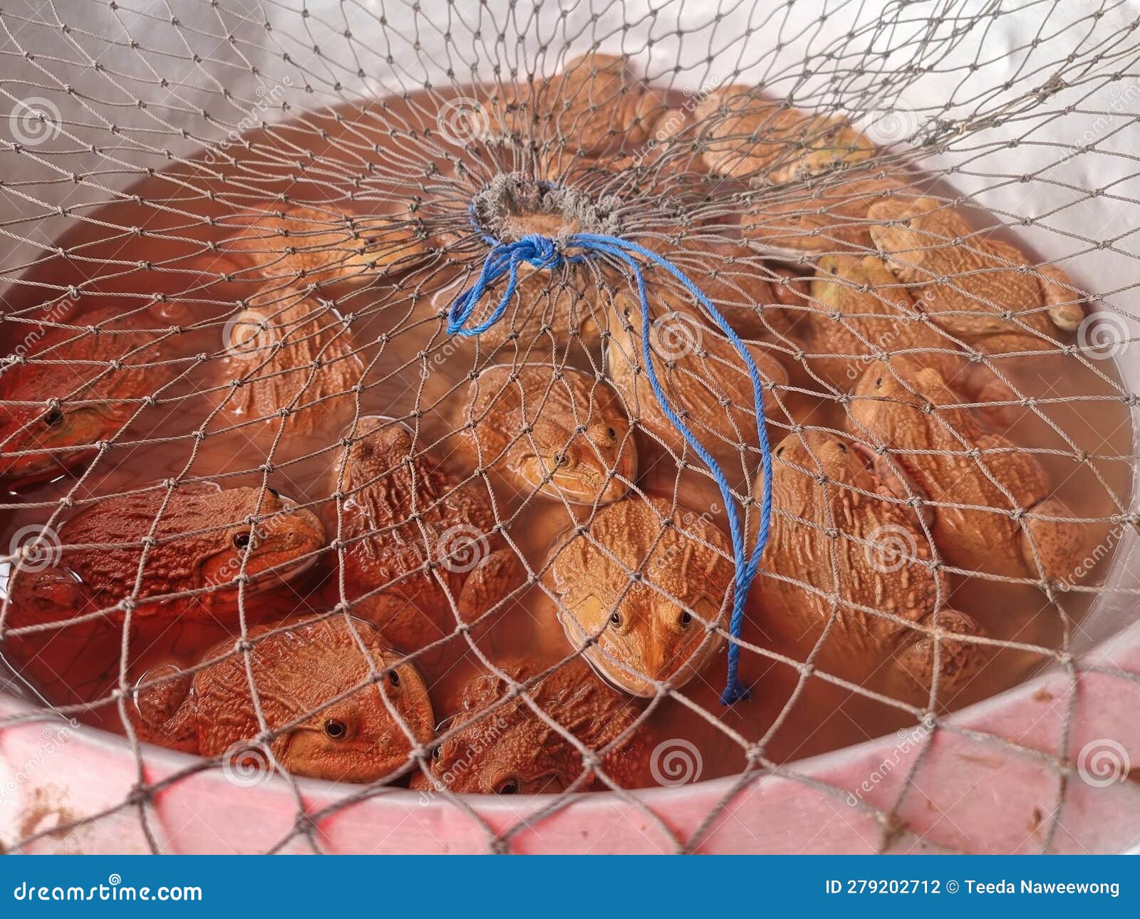 Many Frogs in Water Stuck in Net Stock Photo - Image of pattern, water ...