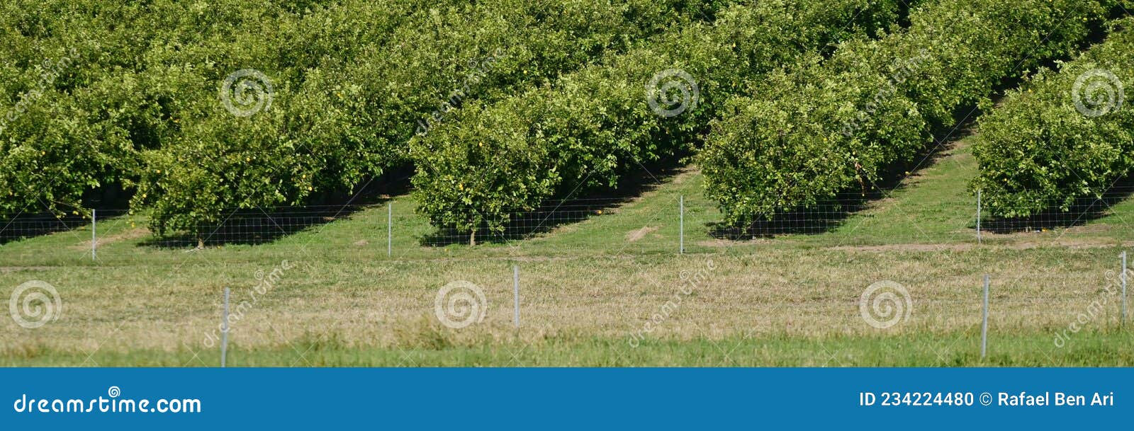Many Fruit Trees Growing in Orchard Stock Photo - Image of countryside ...