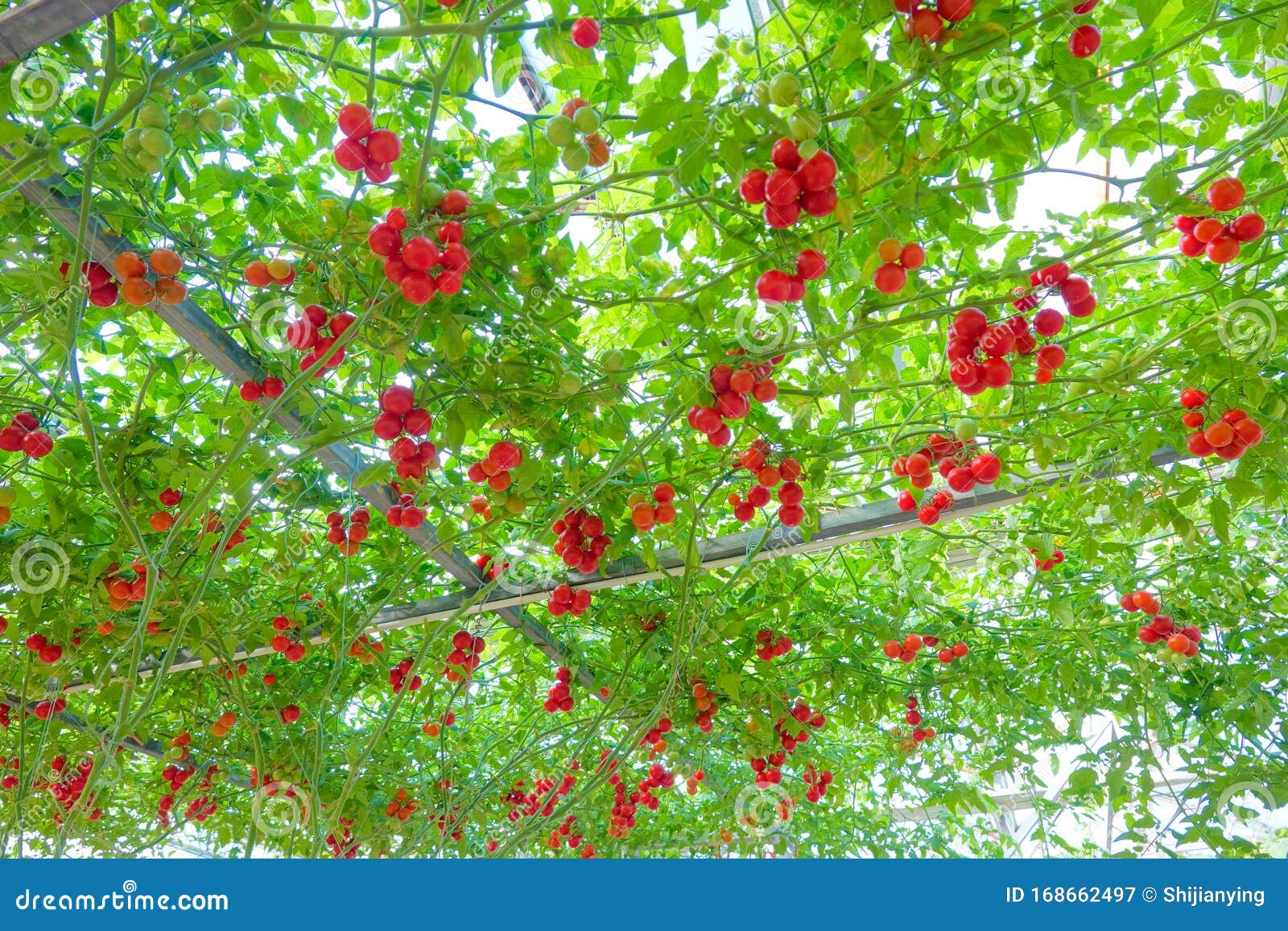 Tomato tree stock image. Image of cultivated, tomato - 168662497