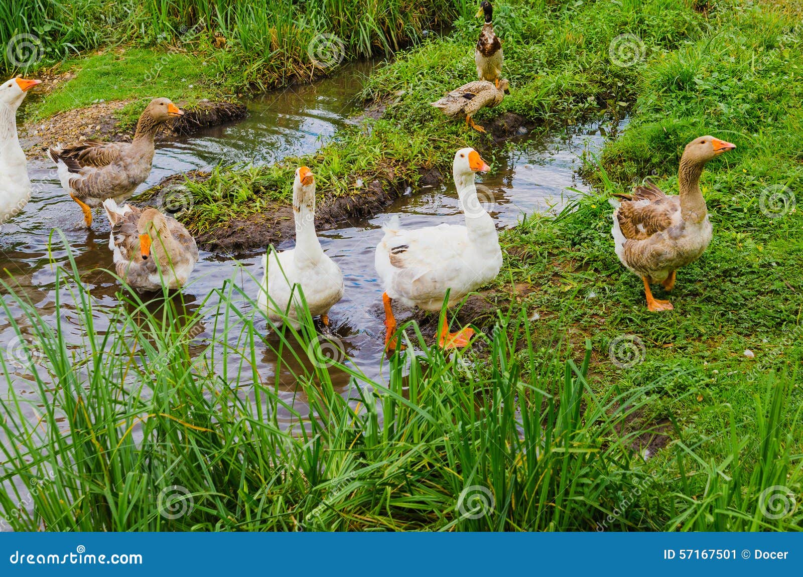 Many Geese Standing Near a Water Stock Image - Image of nature, farm ...