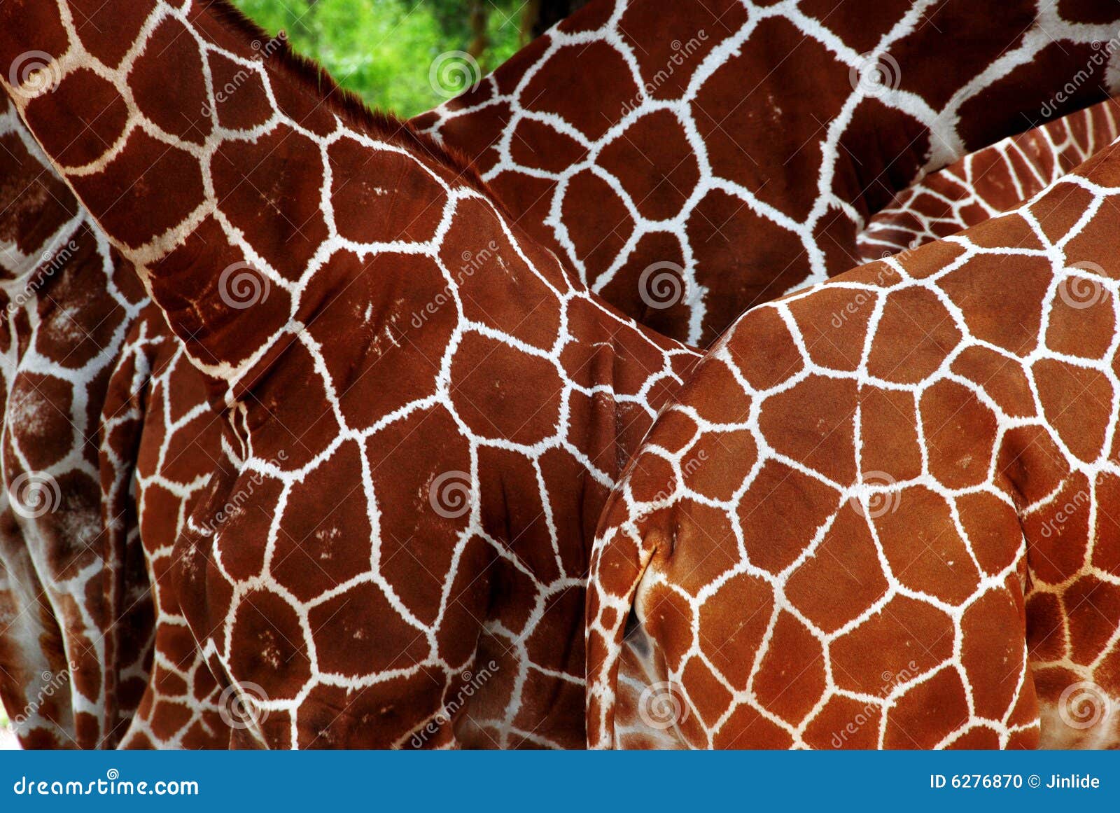 Many giraffes stock photo. Image of advantage, foliages - 6276870