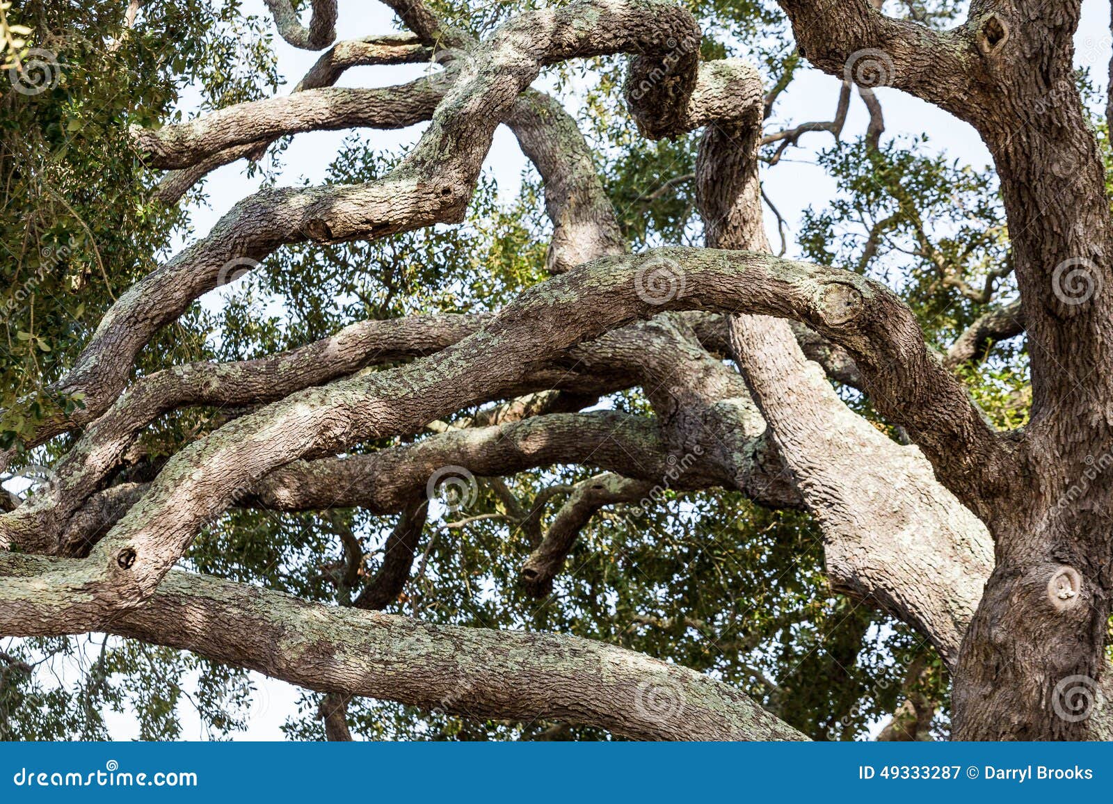 Many Gnarled Oak Limbs stock image. Image of forest, branch - 49333287