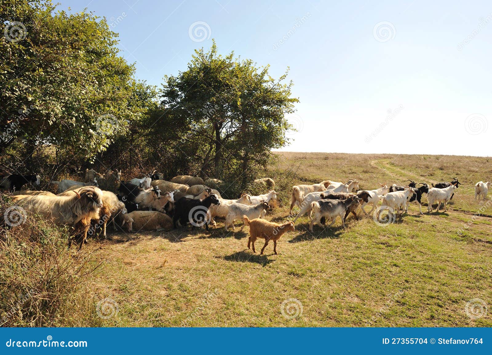 Many goats stock photo. Image of farming, meadow, fleece - 27355704