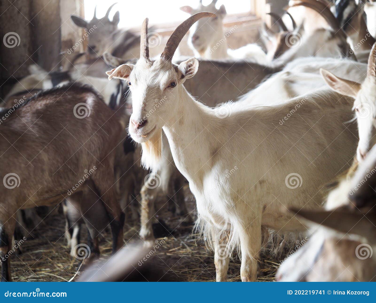 Many goats on farm stock image. Image of nature, farm - 202219741