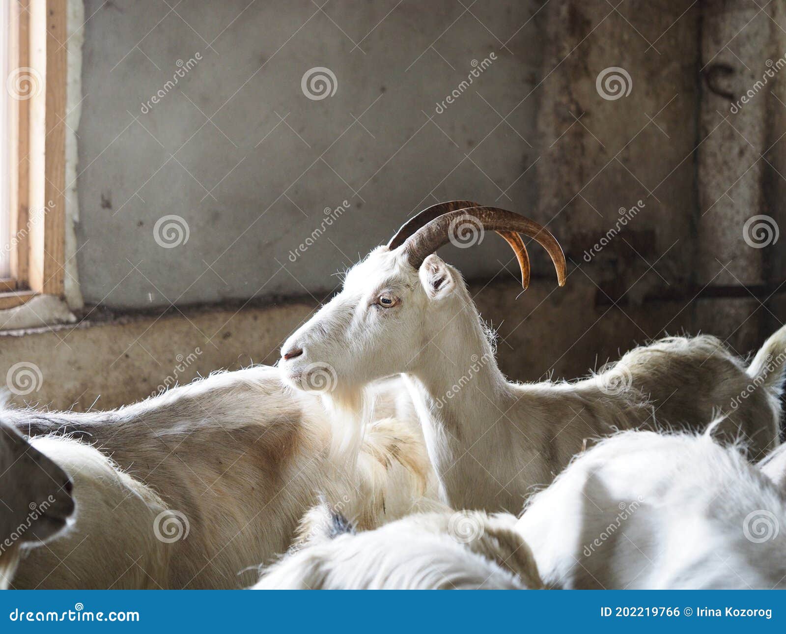 Many goats on farm stock photo. Image of livestock, group - 202219766